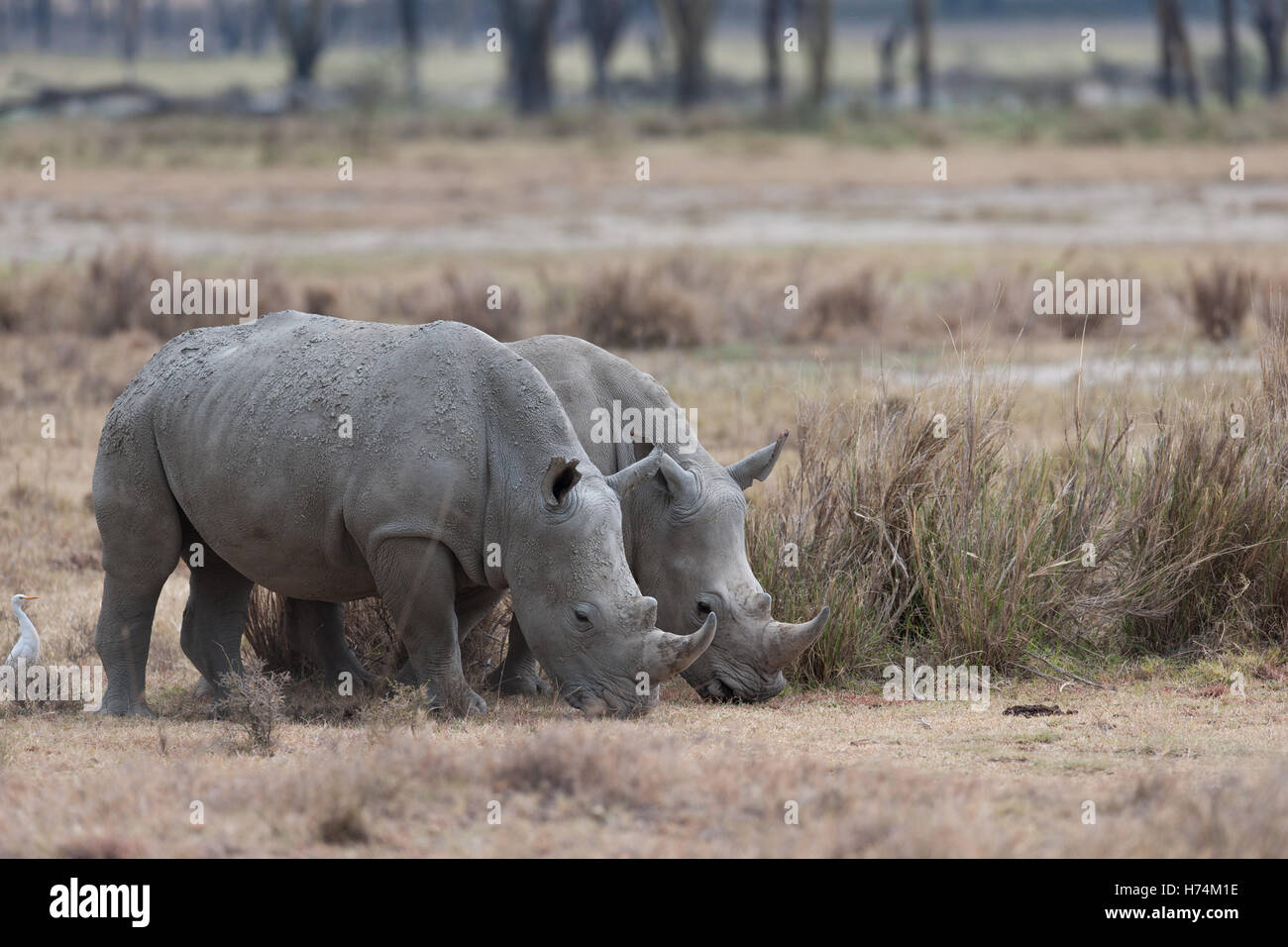 Large mammals of africa hi-res stock photography and images - Alamy