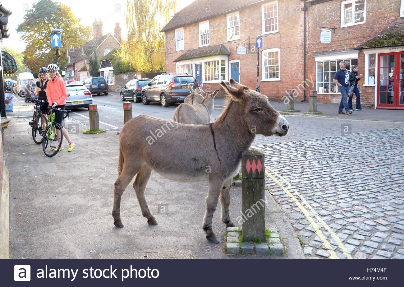 Beaulieu Donkey High Resolution Stock Photography and Images - Alamy