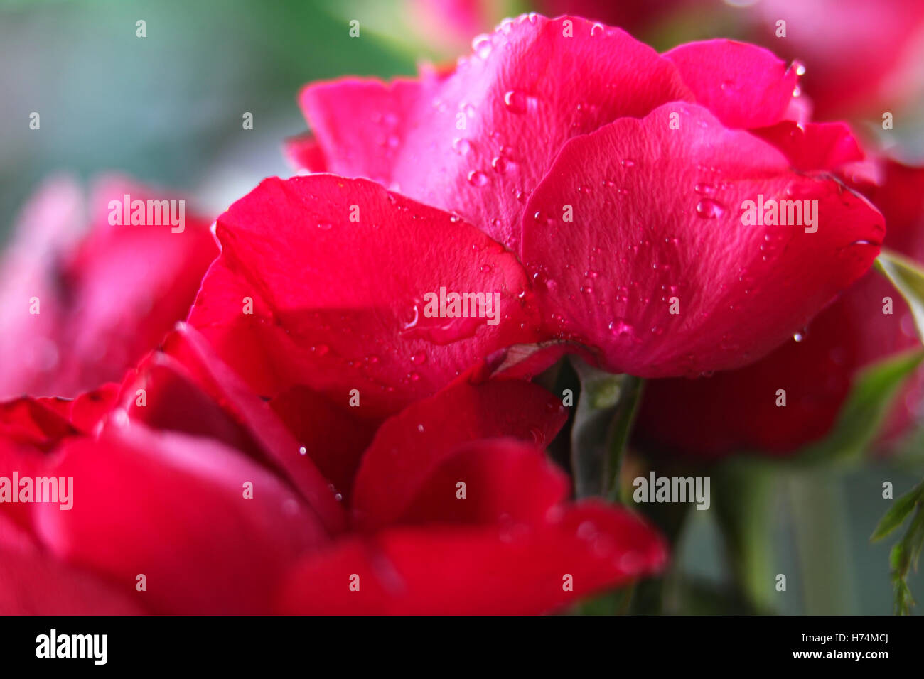 Red bright beautiful flowers roses, Thailand, Southeast Asia Stock ...