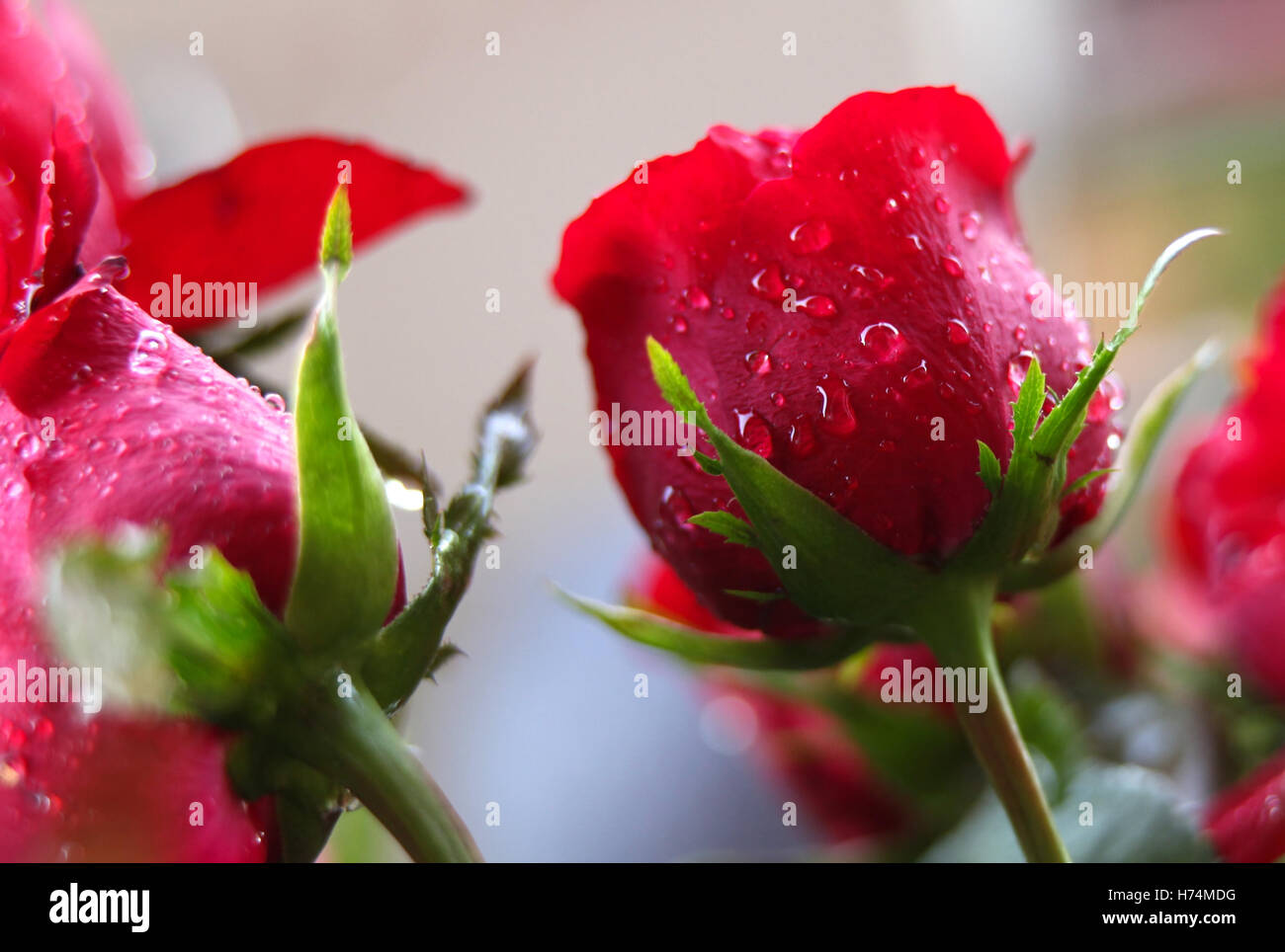 Red bright beautiful flowers roses, Thailand, Southeast Asia Stock ...