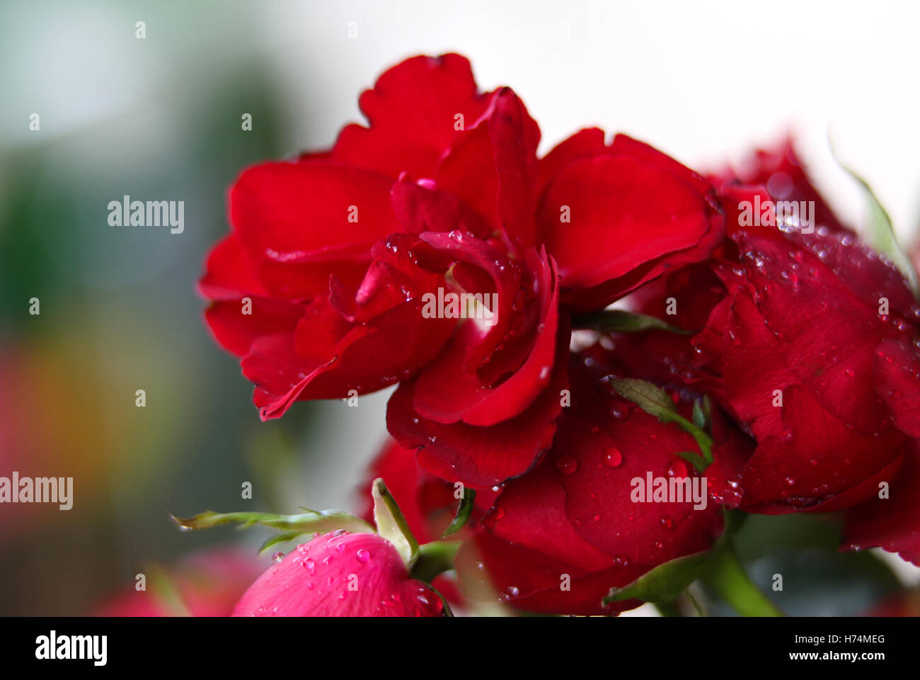 Red bright beautiful flowers roses, Thailand, Southeast Asia Stock ...