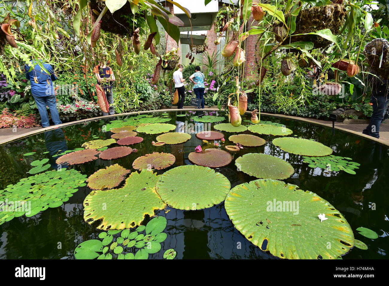 Circular pond in a large tropical greenhouse Stock Photo - Alamy