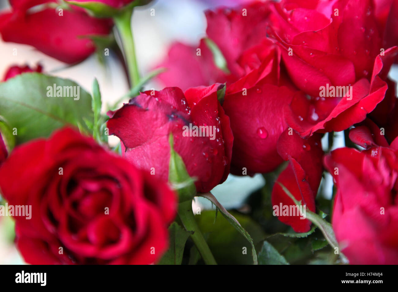Red bright beautiful flowers roses, Thailand, Southeast Asia Stock ...