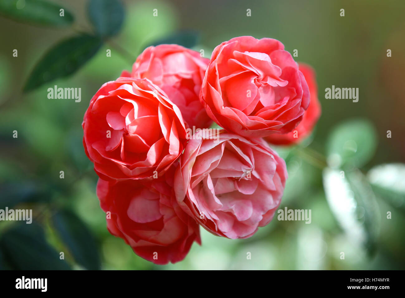 Red bright beautiful flowers roses, Thailand, Southeast Asia Stock ...