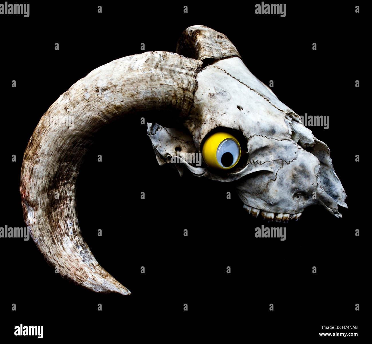 Goggle Eye Comical Skull on Black Background Stock Photo - Alamy