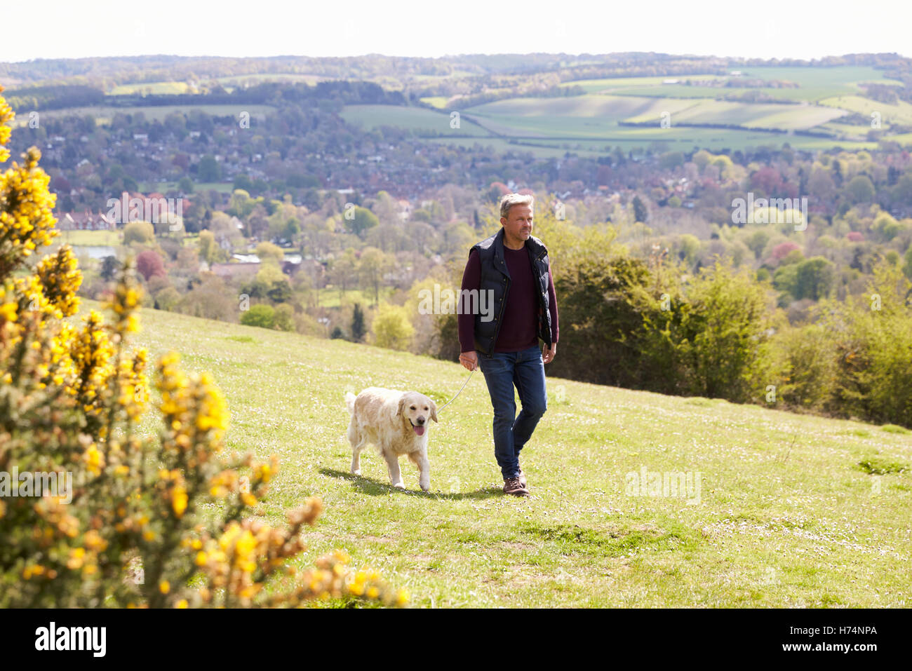 Obedient golden retriever hi-res stock photography and images - Alamy