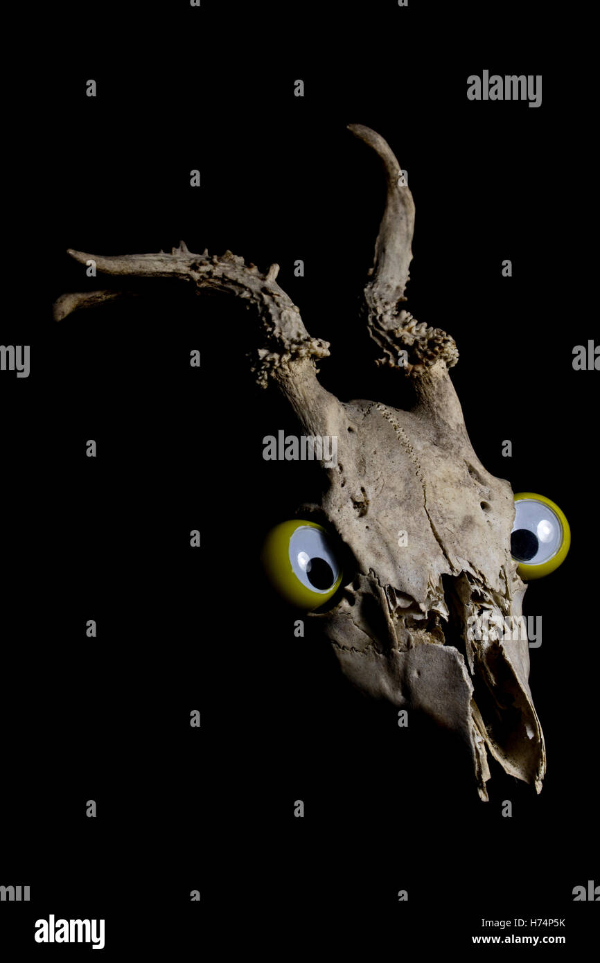 Goggle Eye Comical Skull on Black Background Stock Photo - Alamy