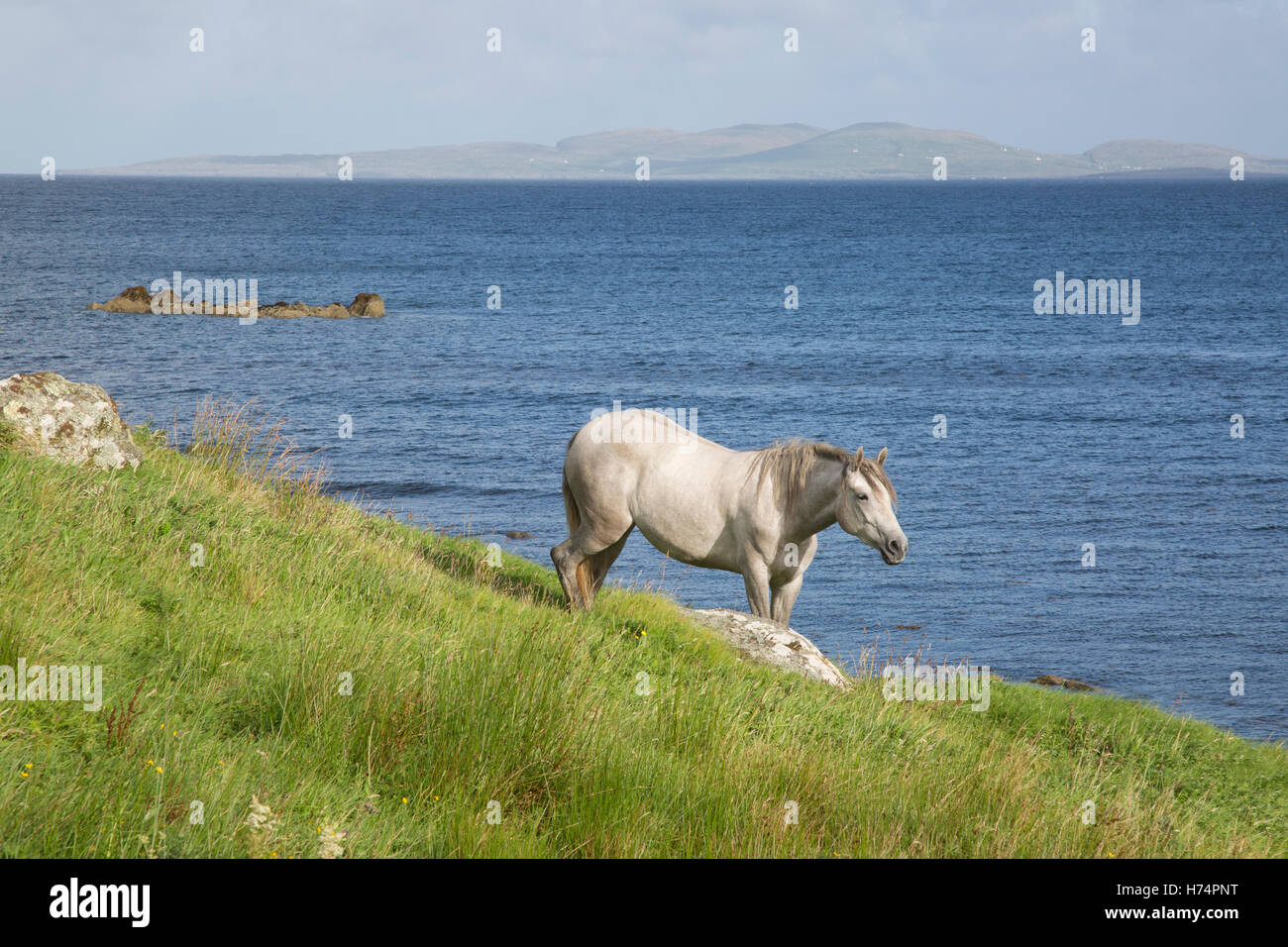 Wild Horse at Tully; Connemara; Galway; Ireland Stock Photo - Alamy