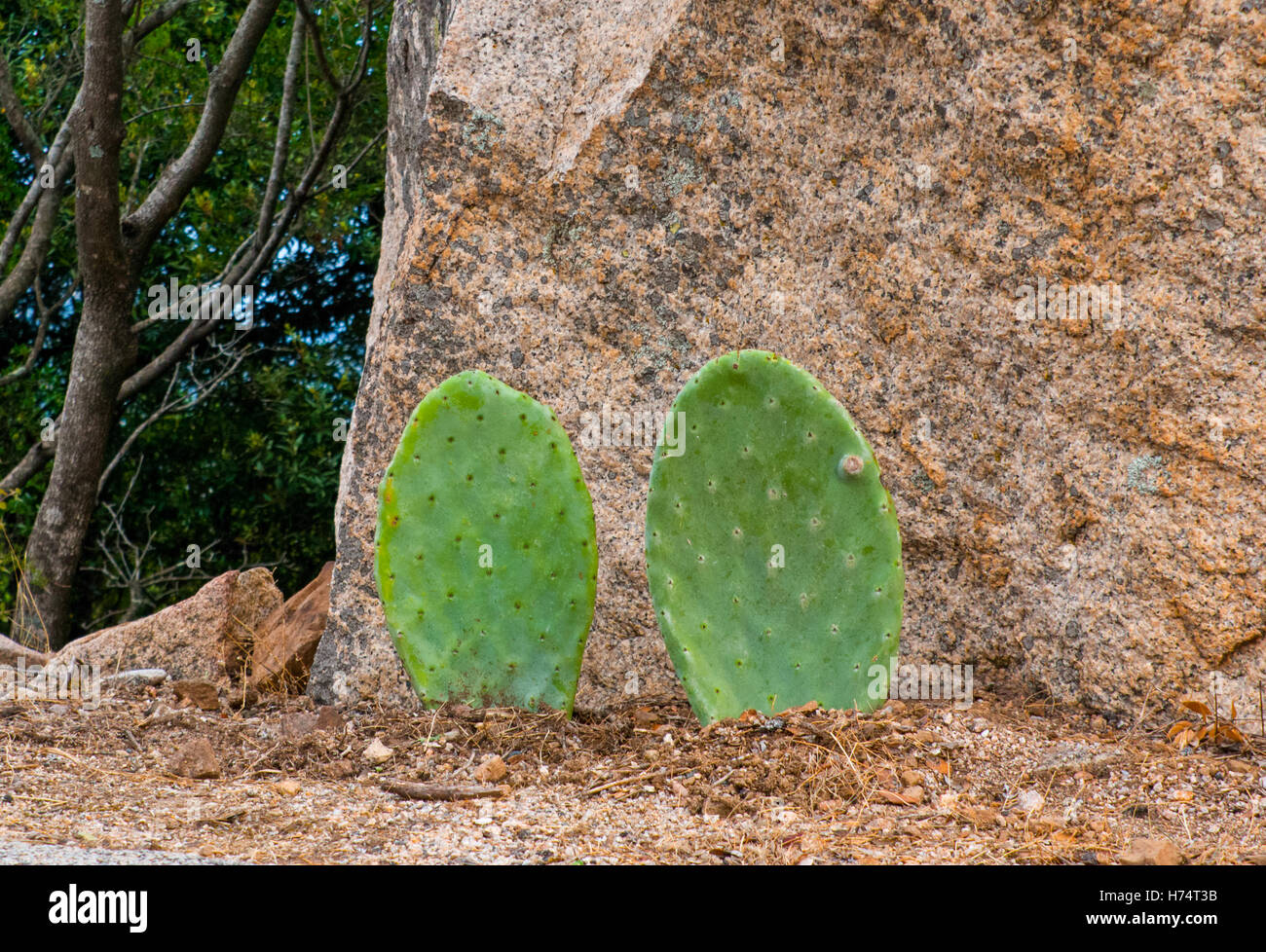 two small cactuses look like bunny ears Stock Photo - Alamy