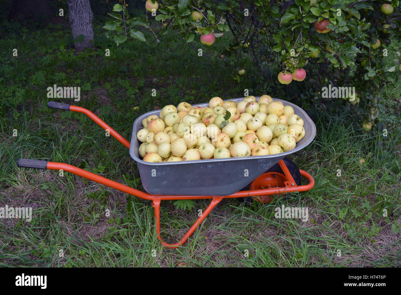 Wheelbarrow fruit hi-res stock photography and images - Alamy