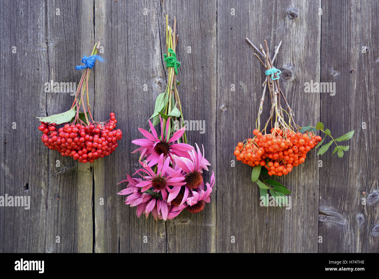 Coneflower Echinacea, viburnum and rowan berry bunch on old gray wooden ...
