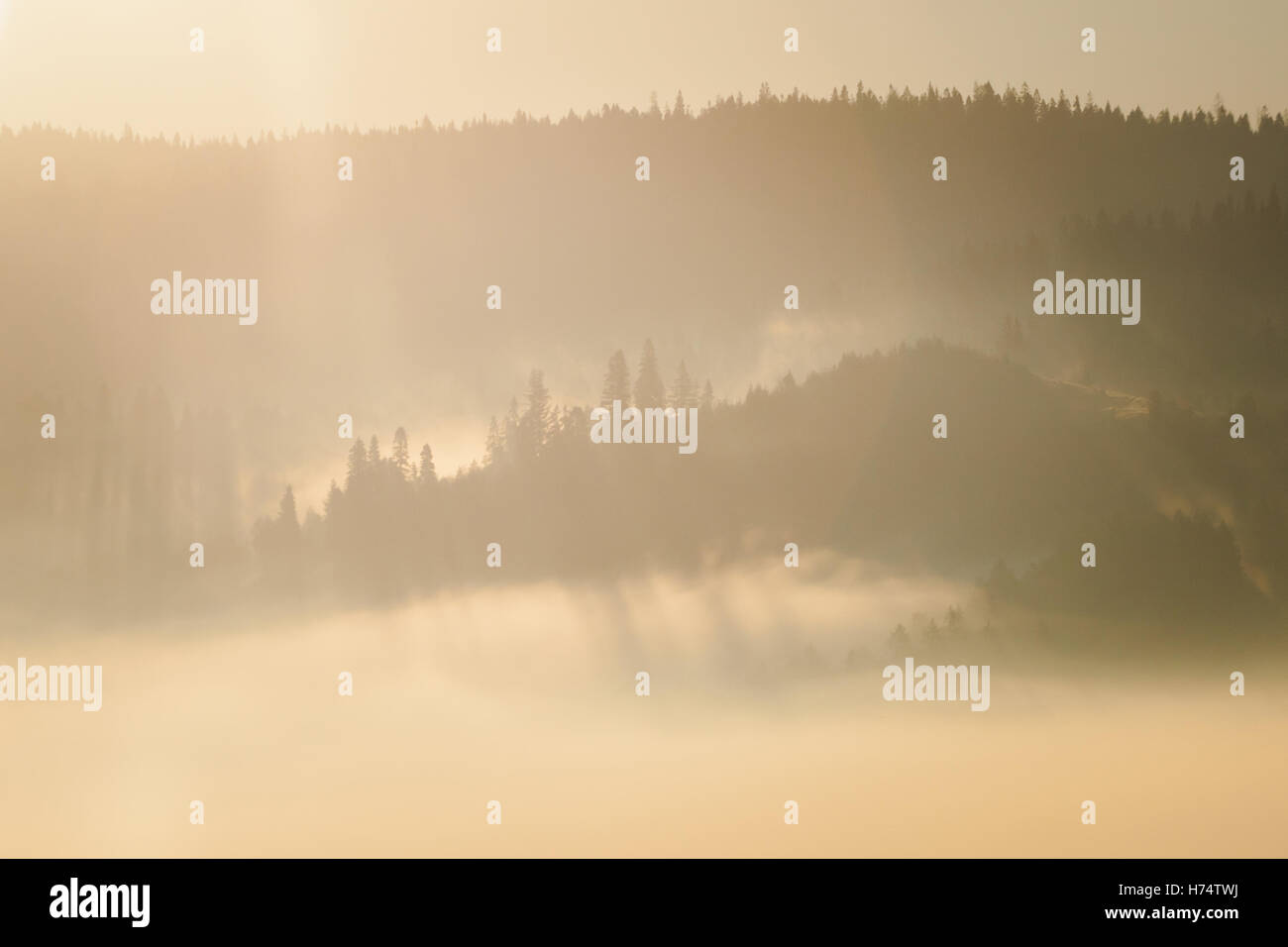 Beautiful summer sunrise fog on the way to Tatra mountains. Colorful ...