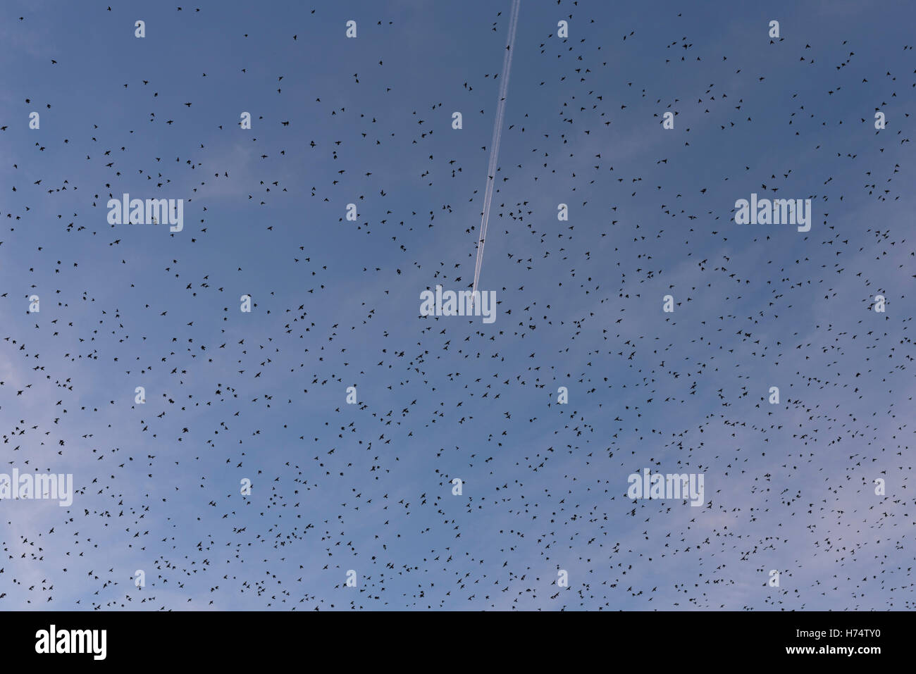 A murmuration of starlings fly overhead in Aberystwyth as an airplane ...