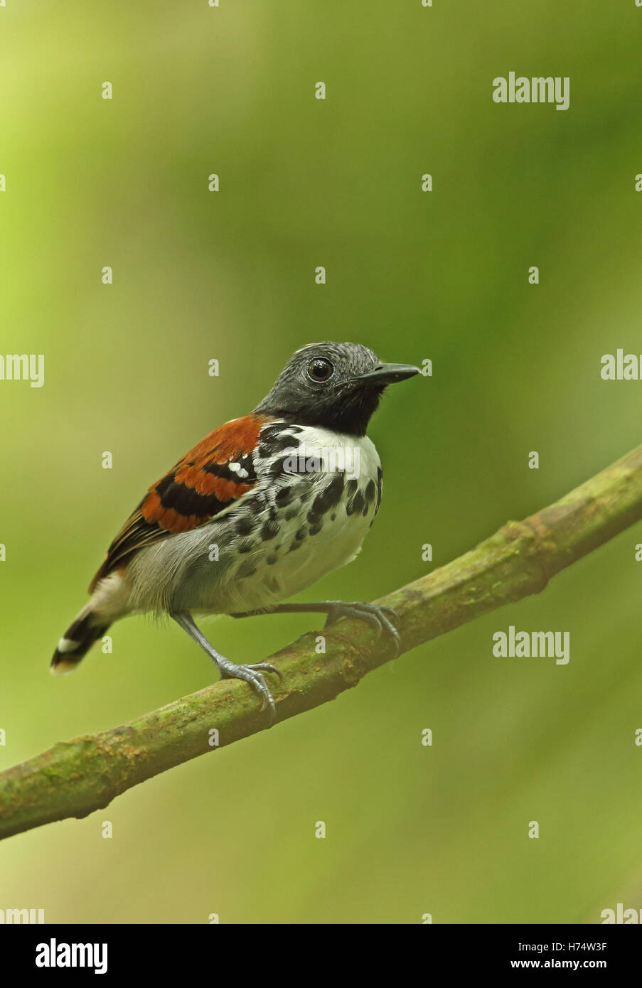 Spotted antbird antbird south america central america panama rainforest ...