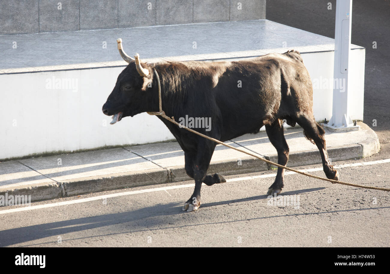 Traditional azores bullfighting feast in Terceira. Portugal. Touradas a ...