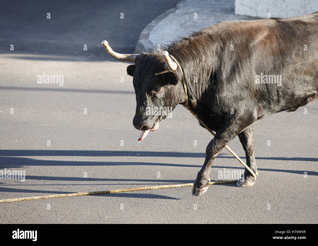 Traditional azores bullfighting feast in Terceira. Portugal. Touradas a ...