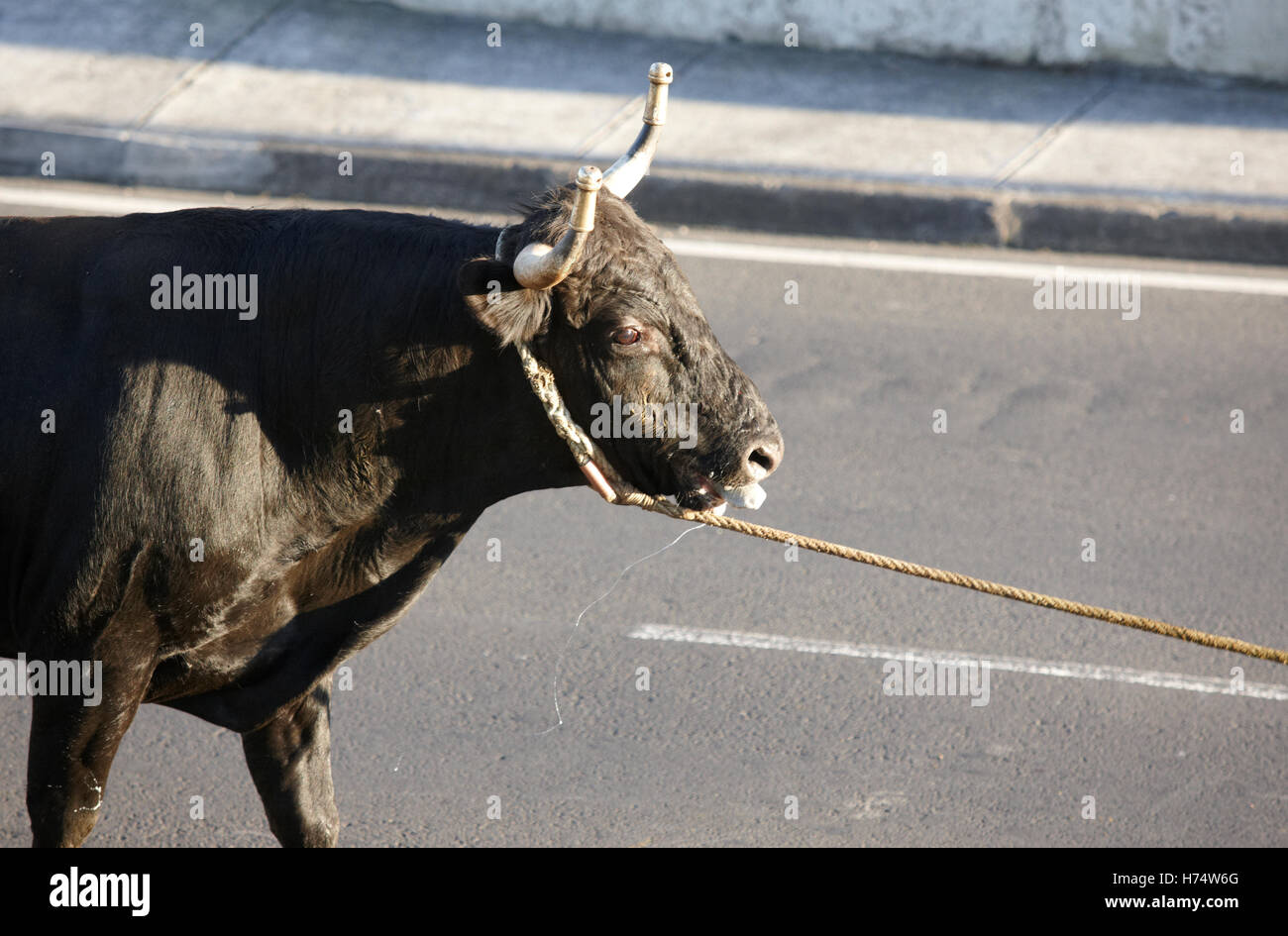 Traditional azores bullfighting feast in Terceira. Portugal. Touradas a ...
