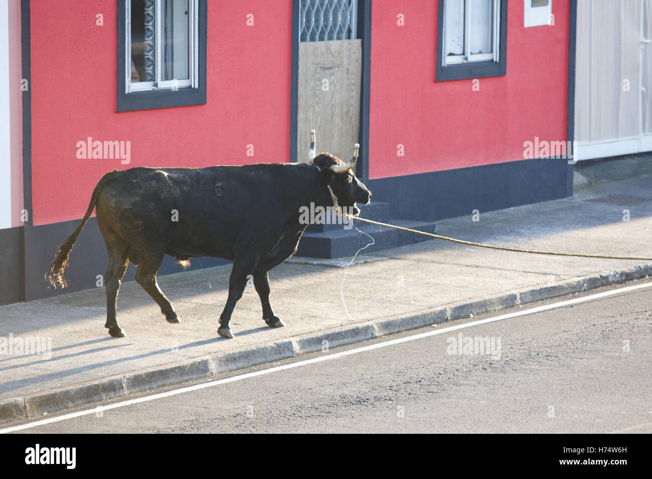 Traditional azores bullfighting feast in Terceira. Portugal. Touradas a ...