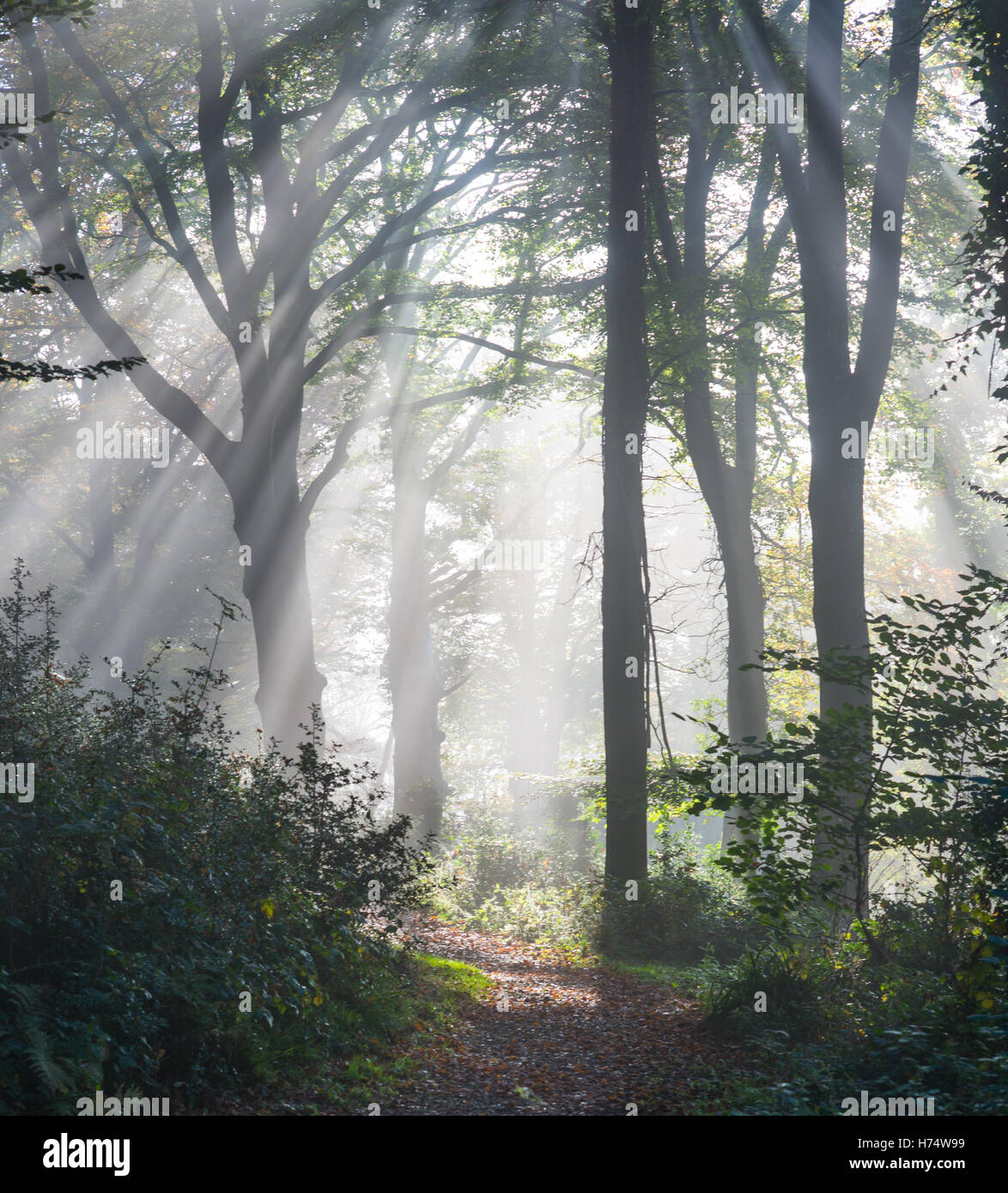 Sunlight beams hi-res stock photography and images - Alamy