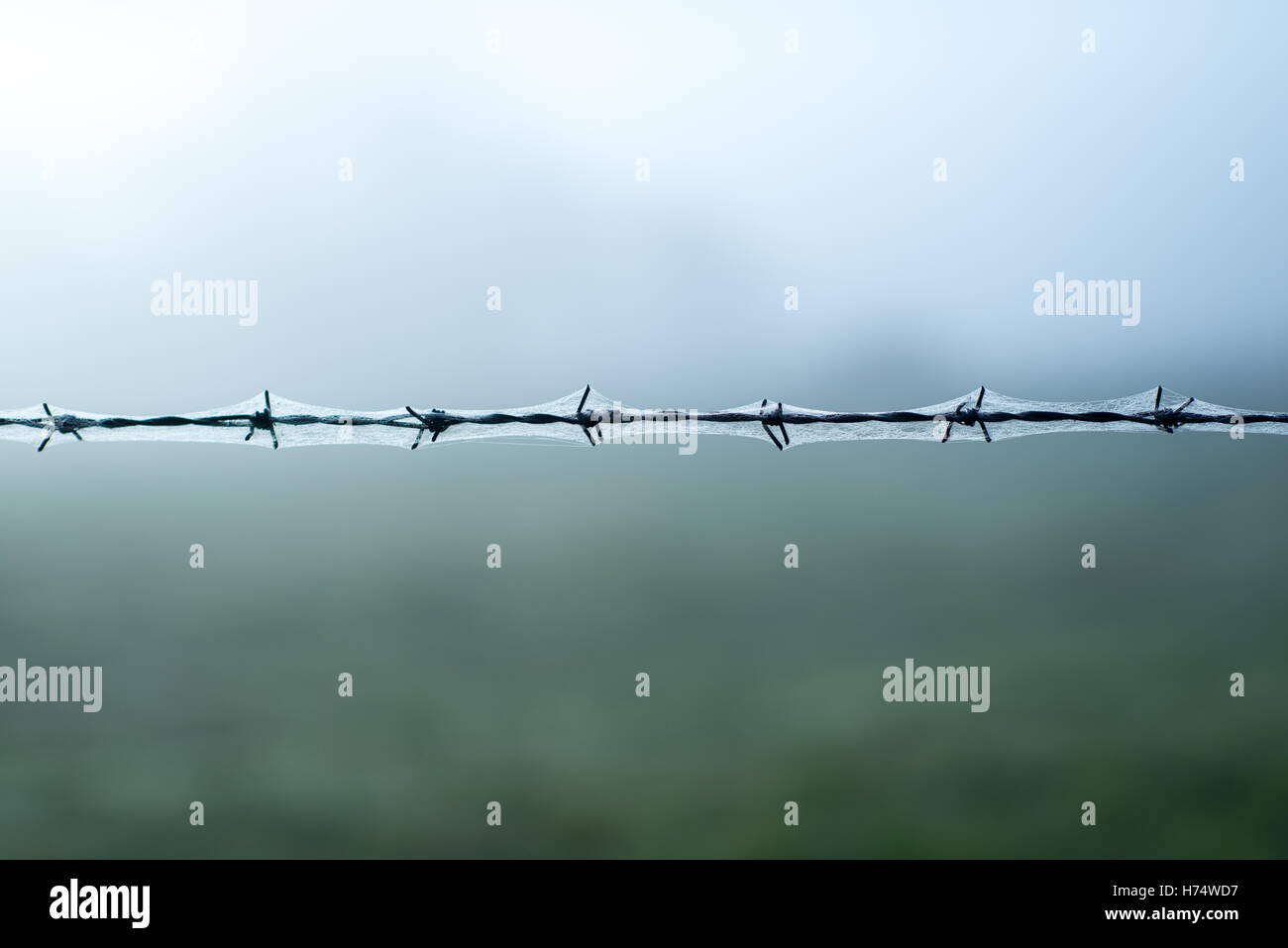 Barbed wire wrapped in dew laden cob webs Stock Photo - Alamy