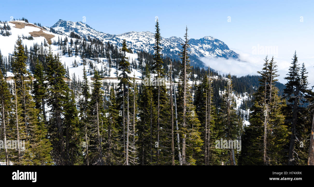 Hurricane Ridge, Olympic National Park Stock Photo - Alamy