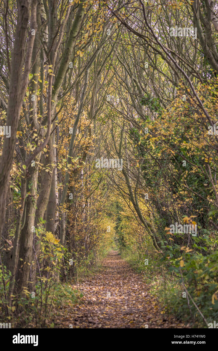 Low contrast hi-res stock photography and images - Alamy