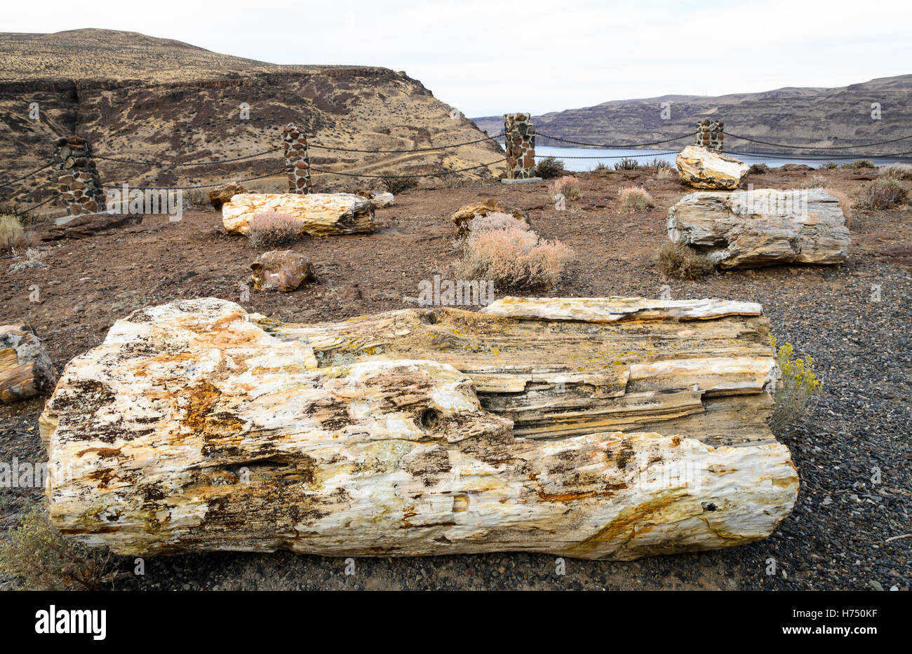 Ginkgo Petrified Forest State Park Stock Photo - Alamy