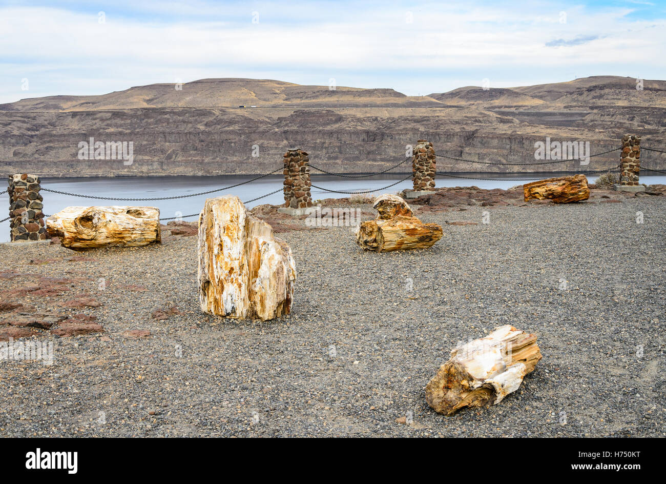 Ginkgo Petrified Forest State Park Stock Photo - Alamy