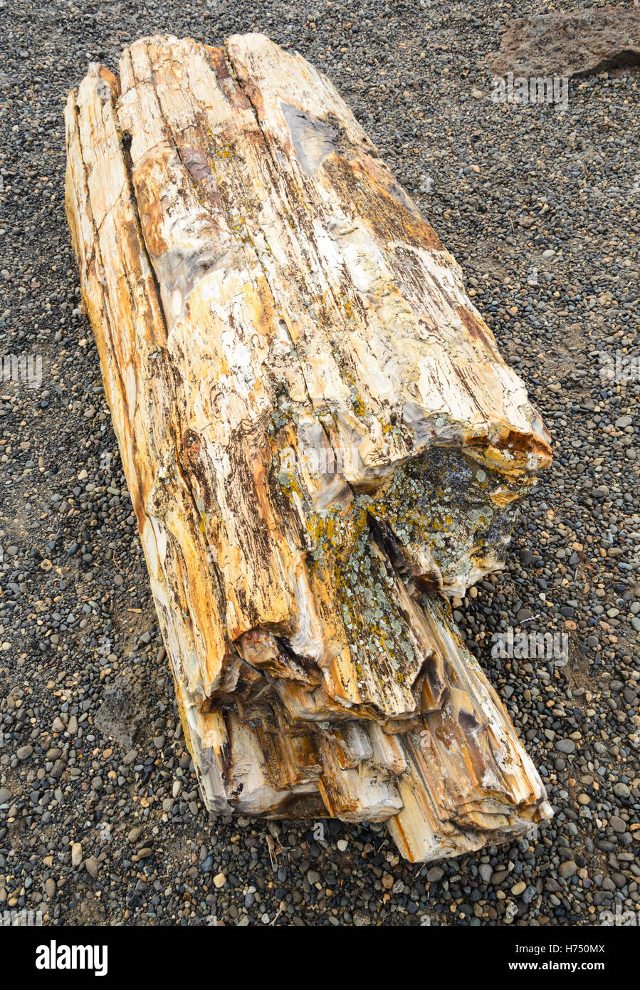 Ginkgo Petrified Forest State Park Stock Photo - Alamy