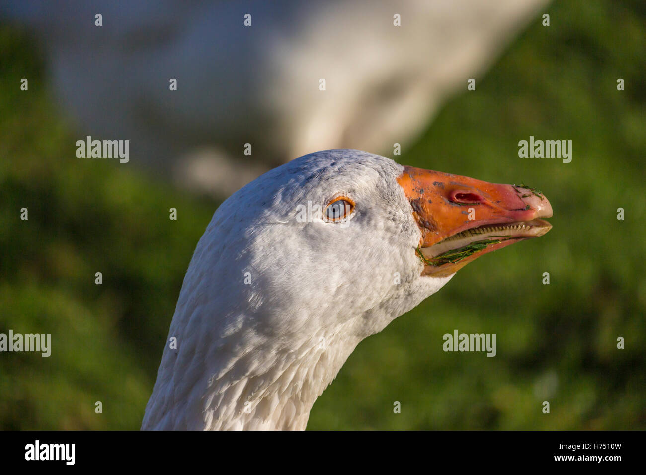 Flying White Goose High Resolution Stock Photography and Images - Alamy