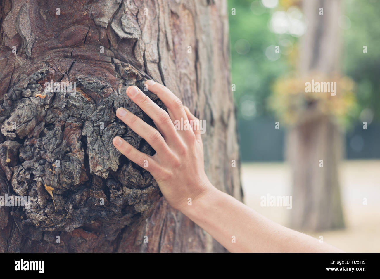 A young female hand is touching a tree in the forest Stock Photo - Alamy