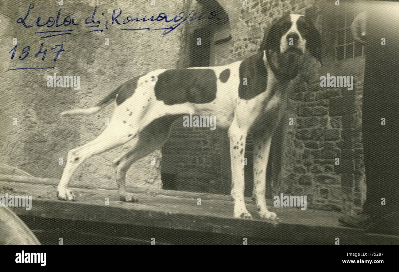 Pointer dog Leda of Romagna Stock Photo - Alamy
