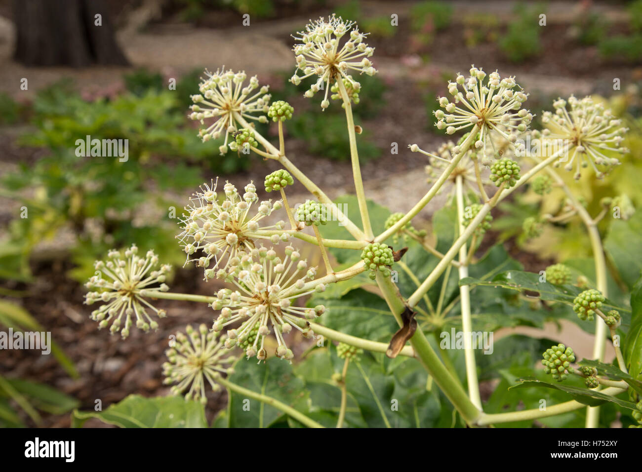 Fatsia Japonica in flower - an evergreen shrub in the Araliaceae family ...