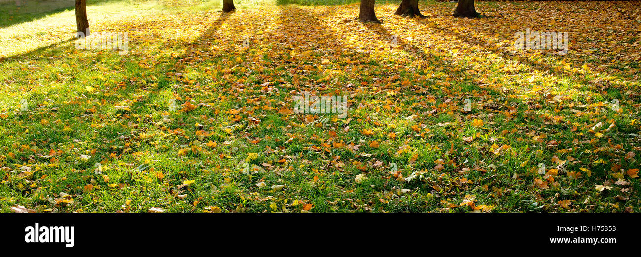 Autumn park with a shadow of trees Stock Photo - Alamy