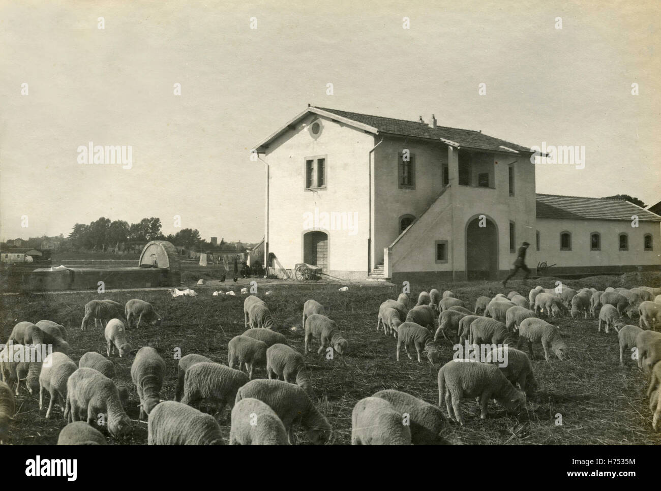 Sheep grazing in the estate of Marranella, Rome, Italy Stock Photo - Alamy