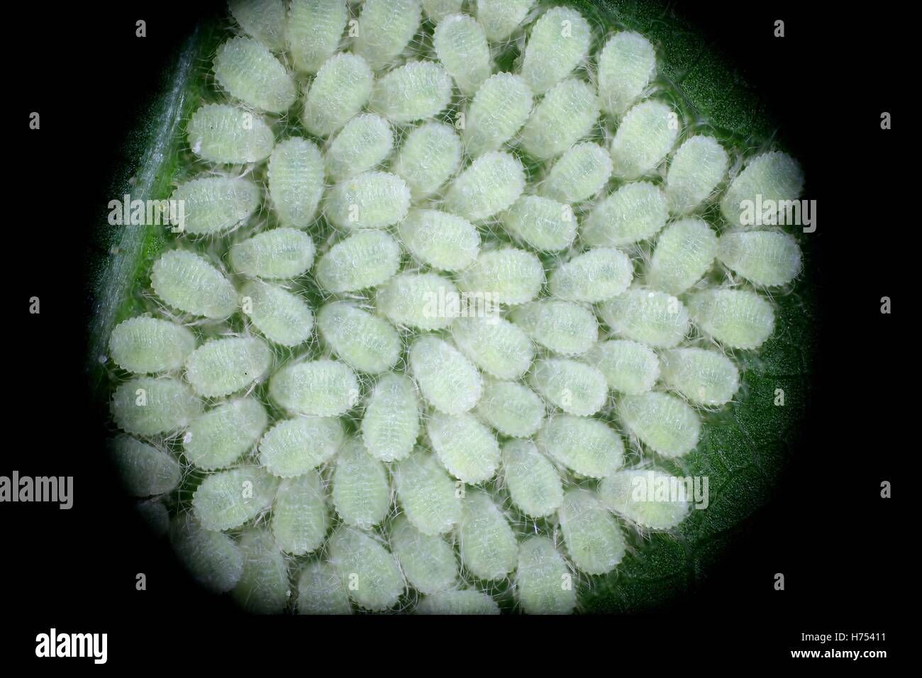 Stink bug hatchlings, microscope image Stock Photo - Alamy