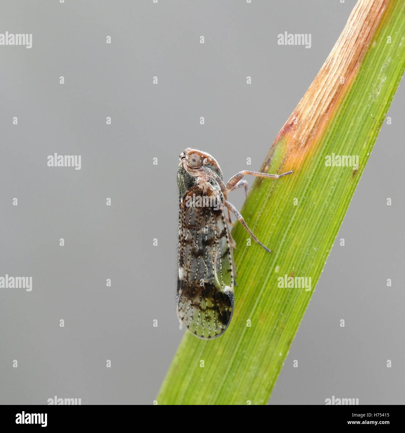 Planthopper, Cixius cunicularius Stock Photo - Alamy