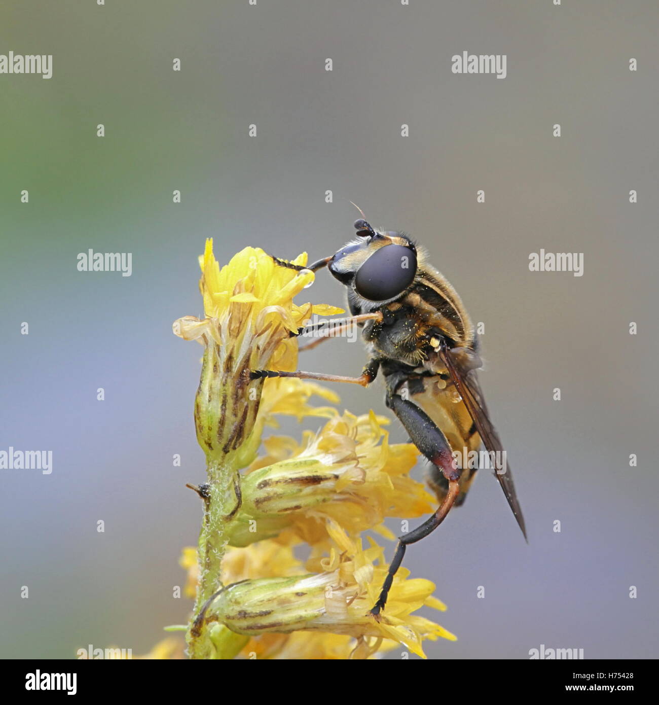 Hoverfly, also called flower fly, Helophilus hybridus Stock Photo - Alamy