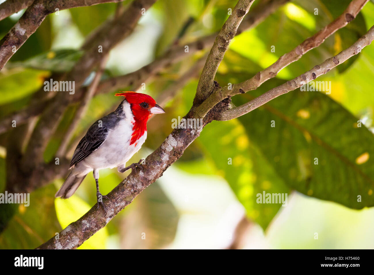 Hawaiian cardinal hi-res stock photography and images - Alamy