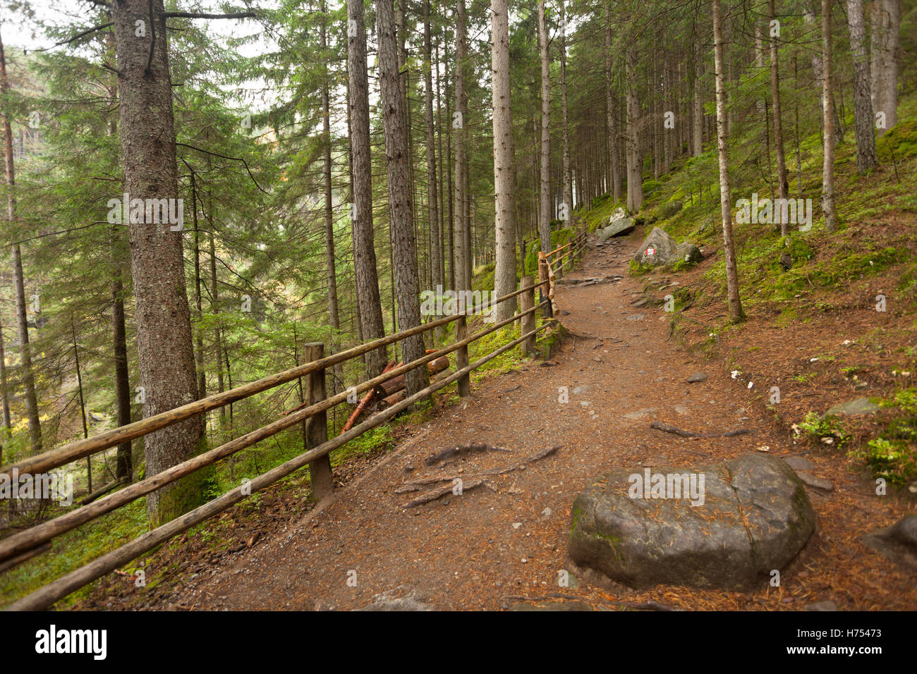inside a typical forest of the Italian Alps a path brings you long the ...