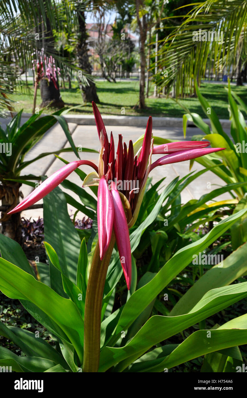 Lily, Spider (Crinum amabile Stock Photo - Alamy