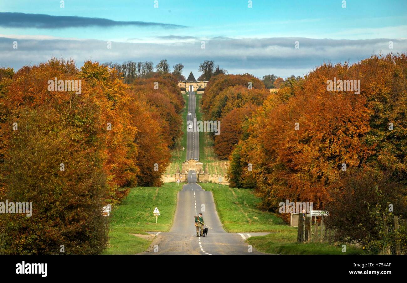 Deciduous trees line the road to Castle Howard in Yorkshire Stock Photo ...