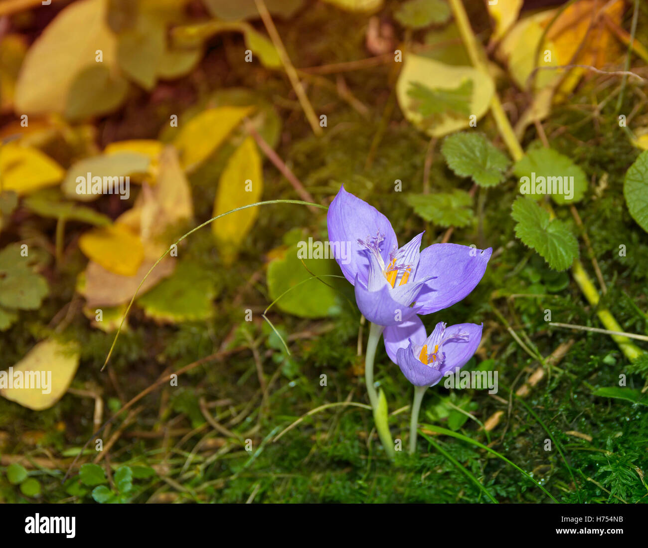 Wild crocus hi-res stock photography and images - Alamy