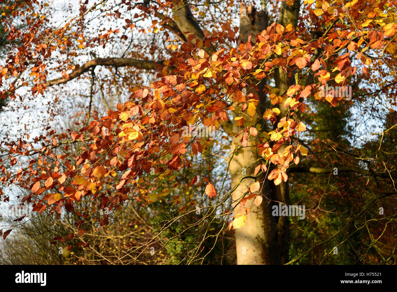 Autumn leaves in late November Stock Photo - Alamy