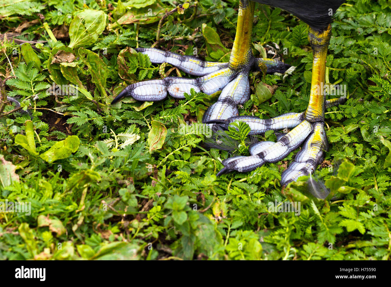 Claws bird close up hi-res stock photography and images - Alamy