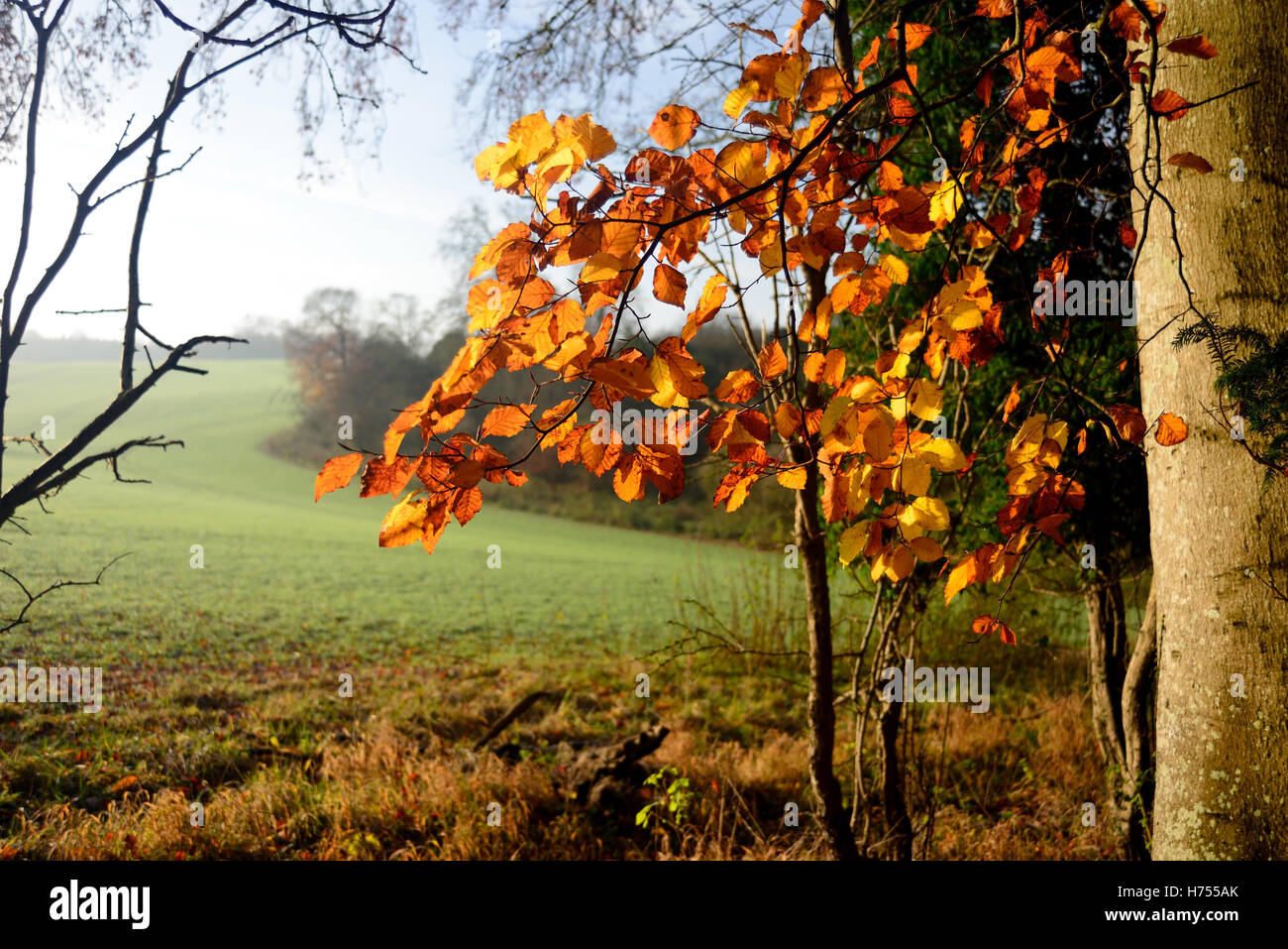 Autumn leaves in late November Stock Photo - Alamy