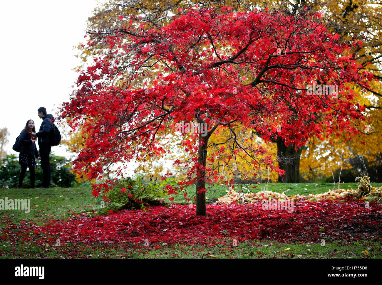 People stand near a deciduous tree in Glasgow's Botanic Gardens Stock ...
