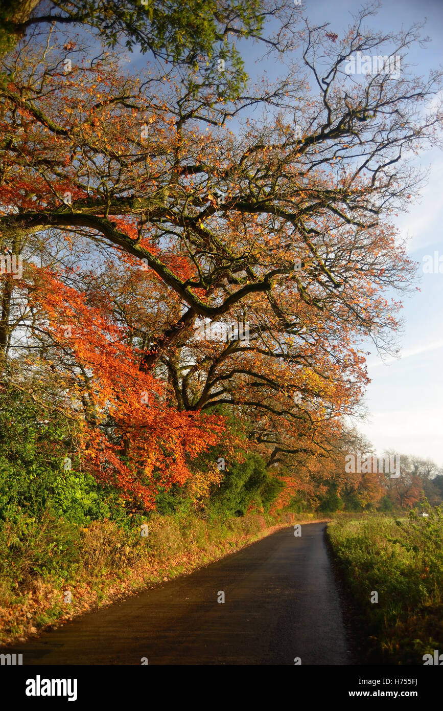 Autumn colours along a country lane in late November Stock Photo - Alamy