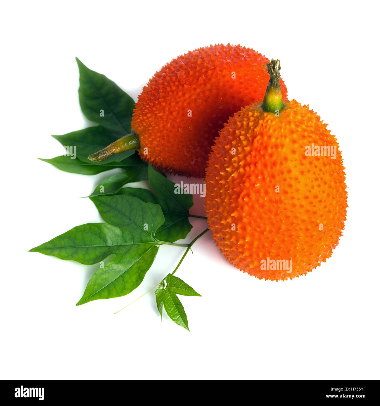 Gac Fruit on white (Also named as Baby Jackfruit, Spiny Bitter Gac ...