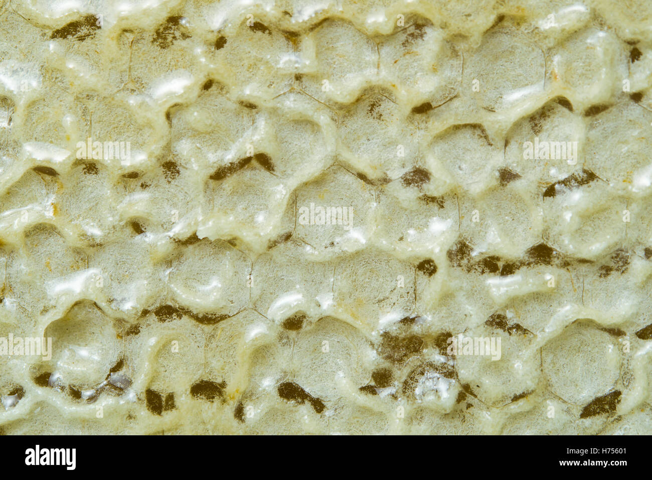 Honey on bee nest or bee hive texture Stock Photo - Alamy